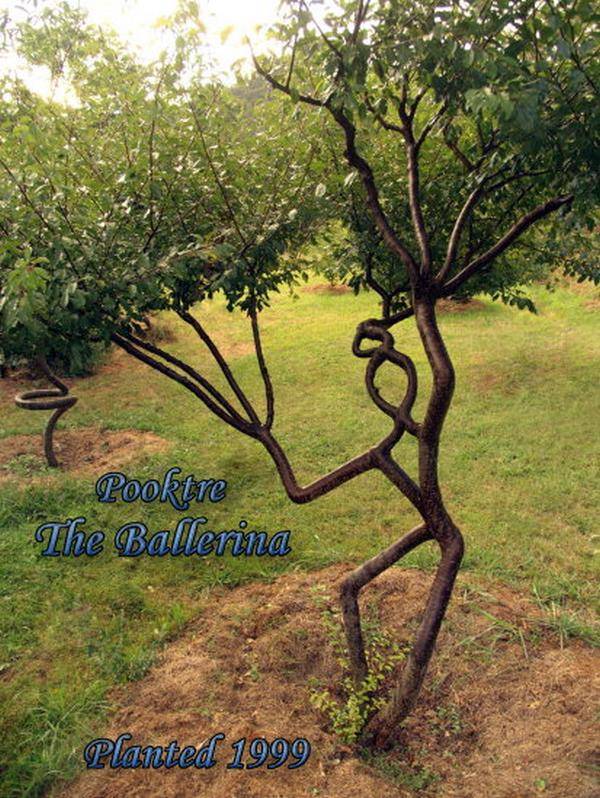 tree shaping