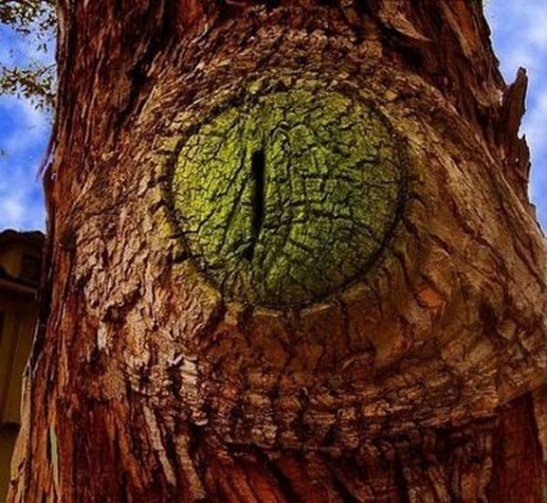 tree shaping